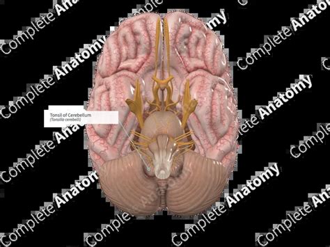 Tonsil Of Cerebellum Complete Anatomy