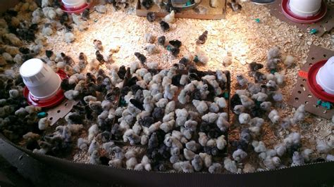 Silkie Chickens Silkie Bantam Chicken Hatchery Special Cackle Hatchery®