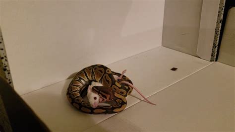 J The Ball Python Live Feeding Youtube