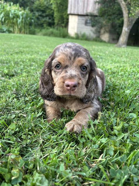 Lonny Cockapoo Puppy For Sale In Penn Yan Ny Lancaster Puppies