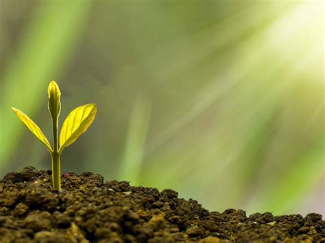 Fotosíntesis El Proceso Vital De Las Plantas