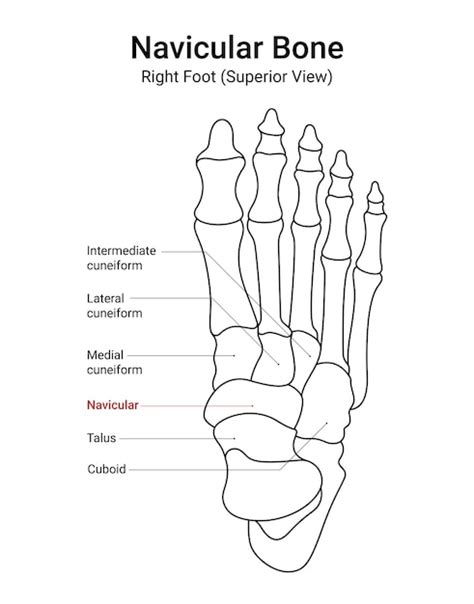 Premium Vector Diagram Of Navicular Bone Right Foot Superior View