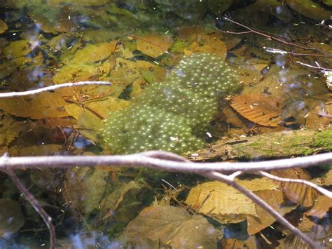 Little House On A Hillside Vernal Pools Egg Clusters And Trillium