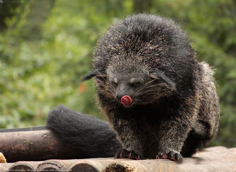 Binturong The Rare And Fascinating Bearcat Of Asia