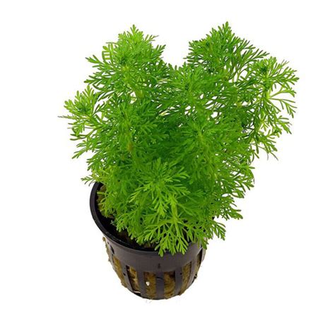 Ambulia Pases Aqua Pty Ltd