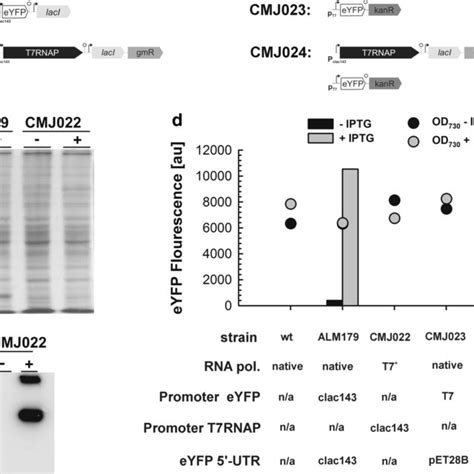 Optimization Of A T7 Rna Polymerase System In Synechococcus Sp Pcc