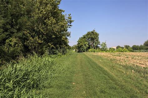 Grass Path Bordered By Plants Next To A Ploughed Corn Field On A Summer