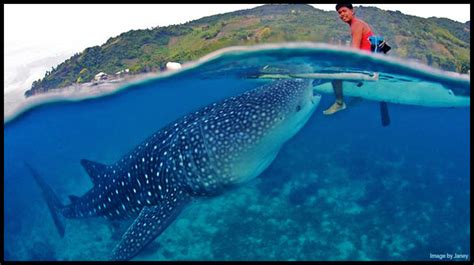 Biggest Whale Shark In The World Whale Shark Fact Sheet Blog