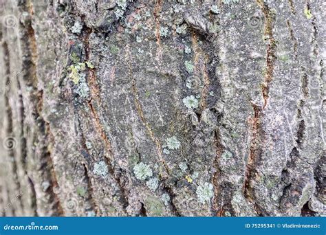 Tree Bark Structure Stock Image Image Of Moss Natural