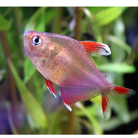 Aquaeden, TETRAS (5) - Aquaeden