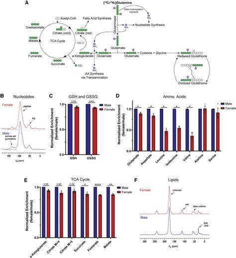 Sex Differences In Brain Tumor Glutamine Metabolism Reveal Sex Specific
