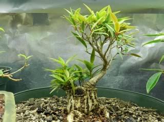 Sumo Shohin Willow Leaf Ficus Page 2