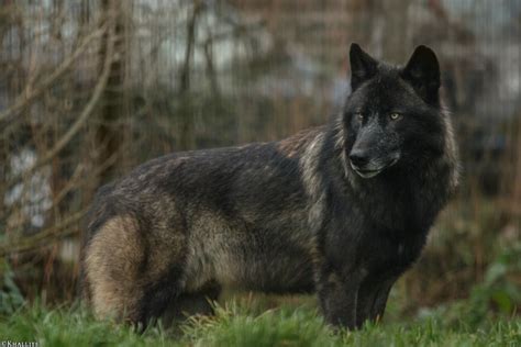 Dawnthieves Galleries Category Various Image Josdebruin1511kati