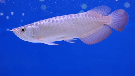 Silver Arowana 101 Care Size Diet Breeding And More 2024