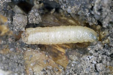 Larva Of Cabbage Fly Also Cabbage Root Fly Root Fly Or Turnip Fly Delia Radicum Stock