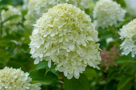 Limelight Hydrangea Tree Plant By Number