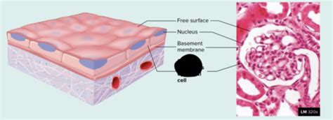 Bio 231 Tissue Microscope Lab Flashcards Quizlet
