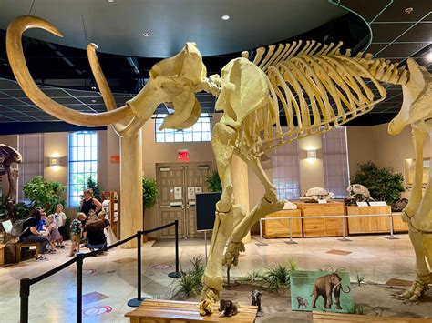 Columbian Mammoth By Smilo The Sabertooth On Deviantart