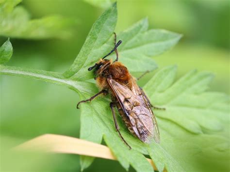 ルリコンボウハバチ
