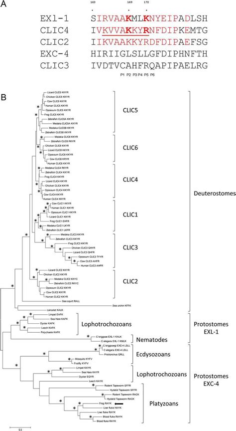 Sequence Analysis Of Clics A A Putative Nls Sequence Is Identified Download Scientific