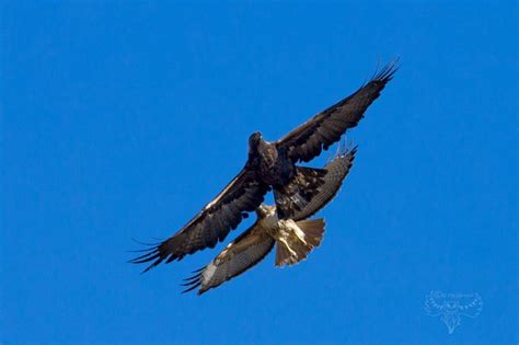 13 Ways To Tell The Difference Between A Hawk And Eagle