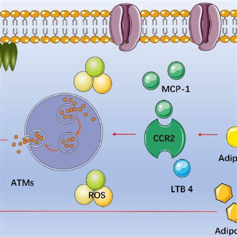 Effects Of Obesity On Mitochondrial Dysfunction During Oocyte