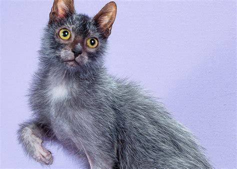 Lykoi Animal Corner