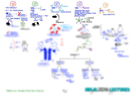 Solution Antibody Structure Function Studypool