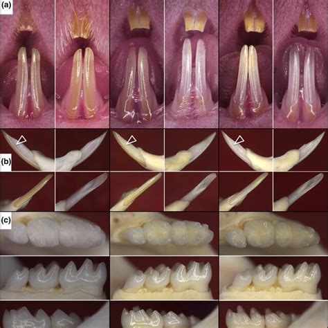 Photographs Of Mouse Dentitions At 7‐weeks A Frontal Views Of