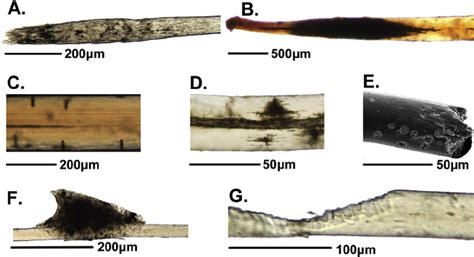 Examples Of Ante Mortem And Taphonomic Post Mortem Artifacts Download Scientific Diagram