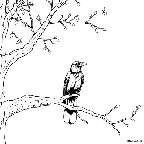 Crow Coloring Picture