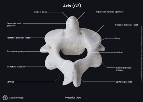 Pin On Vértebra Cervical