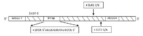 Polymorphism At The 3 Utr Of The Hla G Gene The 14 Bp Insert Located