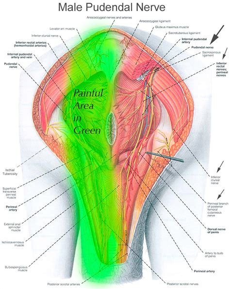 Understanding The Pudendal Nerve And Alcocks Canal Rpudendalneuralgia