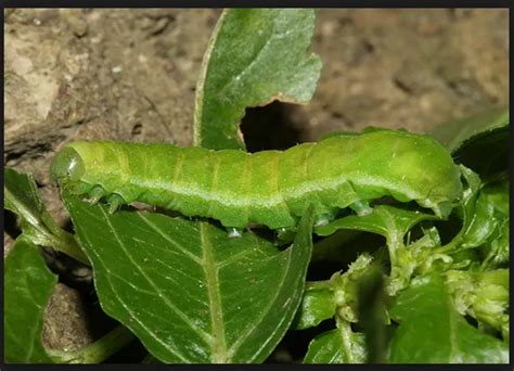 Green Caterpillar Identification Guide 18 Common Types Artofit