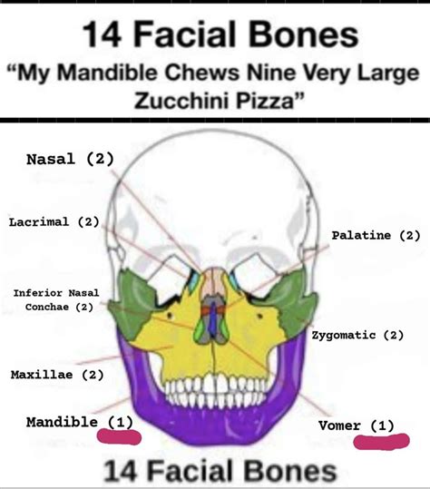 Facial Bones Mnemonics Basic Anatomy And Physiology Facial Bones Medical School Essentials