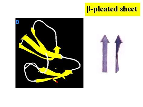 Section Ii Protein Structure Linear Sequence Spatial Structure