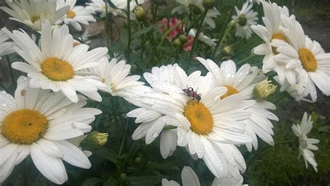 Bugs By Chicoicho On Deviantart