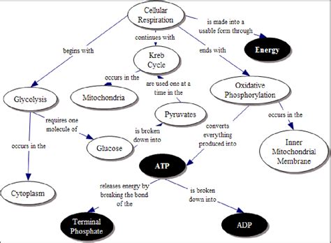 Cellular Respiration Concept Map Answer Key