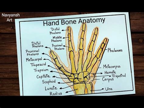Hand Anatomy Bones Diagram