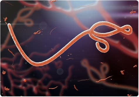 Ebola Virus Cell Structure