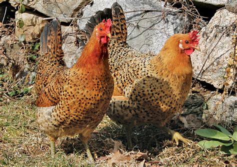 Raising Sicilian Buttercups In America Backyard Poultry
