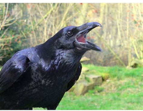 Edgar Allan Poes The Raven Analysis And Summary