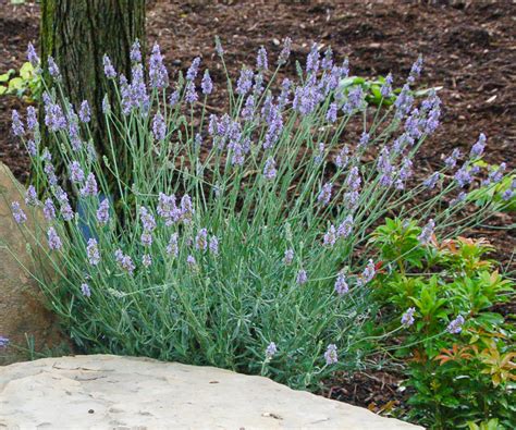 Best Lavender Varieties 14 Fragrant Picks For Every Garden Homes And