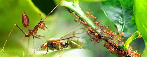 อาชีพเสริมเลี้ยงมดแดงเอาไข่ Isangate ประตูสู่อีสานบ้านเฮา