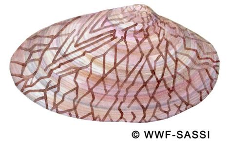 Wwf Sassi List Wwf Sassi