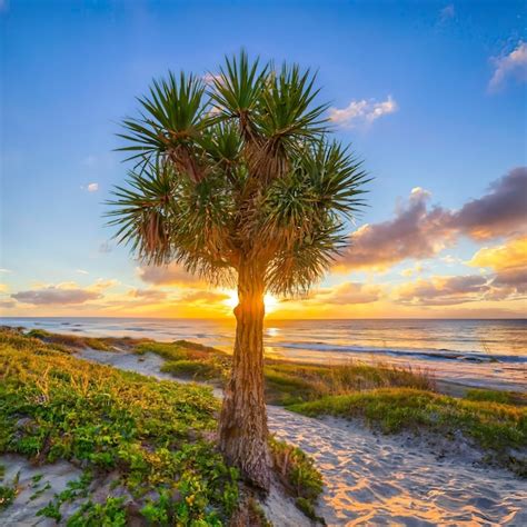 Premium Ai Image Cabbage Tree Growing Above The Beach