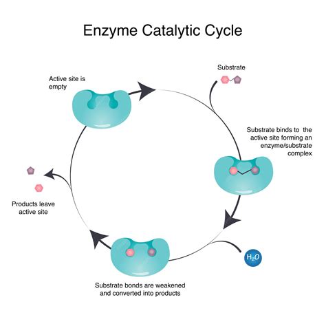 Premium Vector Vector Illustration Diagram Of An Enzyme Catalytic