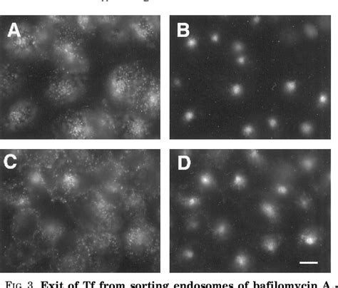Figure 3 From Bafilomycin A1 Treatment Retards Transferrin Receptor