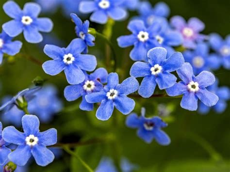 Blue Forget Me Nots Bloomed In The Garden Macro Stock Image Image Of
